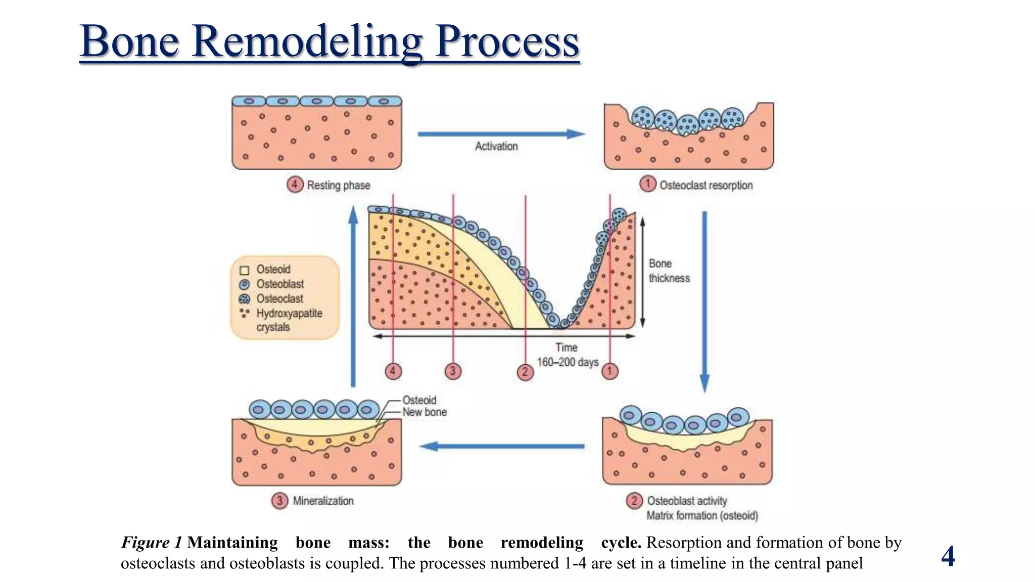 Bone metabolism and calcium homeostasis | PPTX