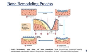 Bone metabolism and calcium homeostasis | PPTX