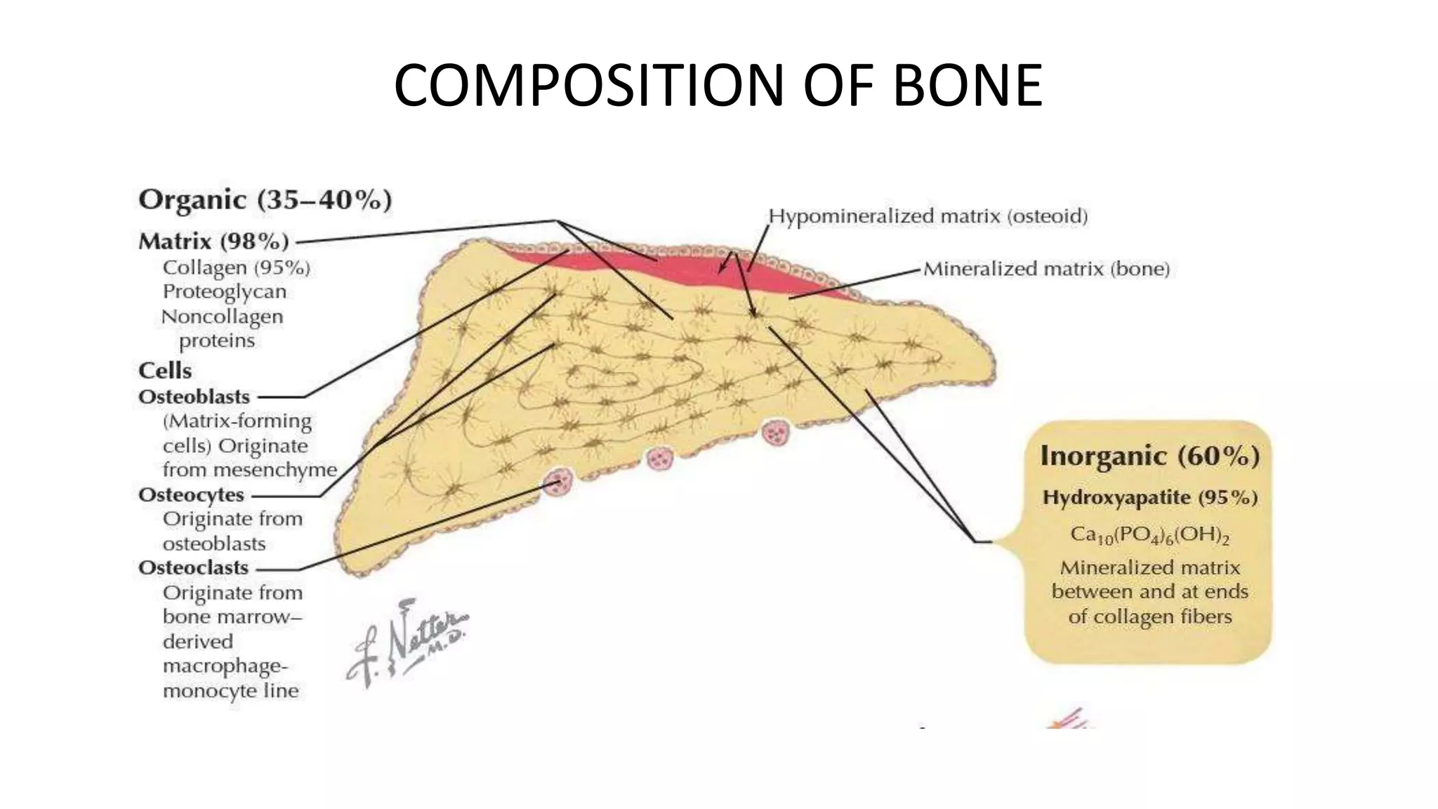 Bone metabolism by Dr. binod Chaudhary.pptx