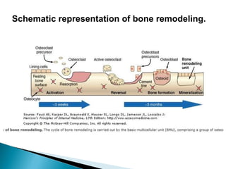 Bone mineral homeostasis | PPT