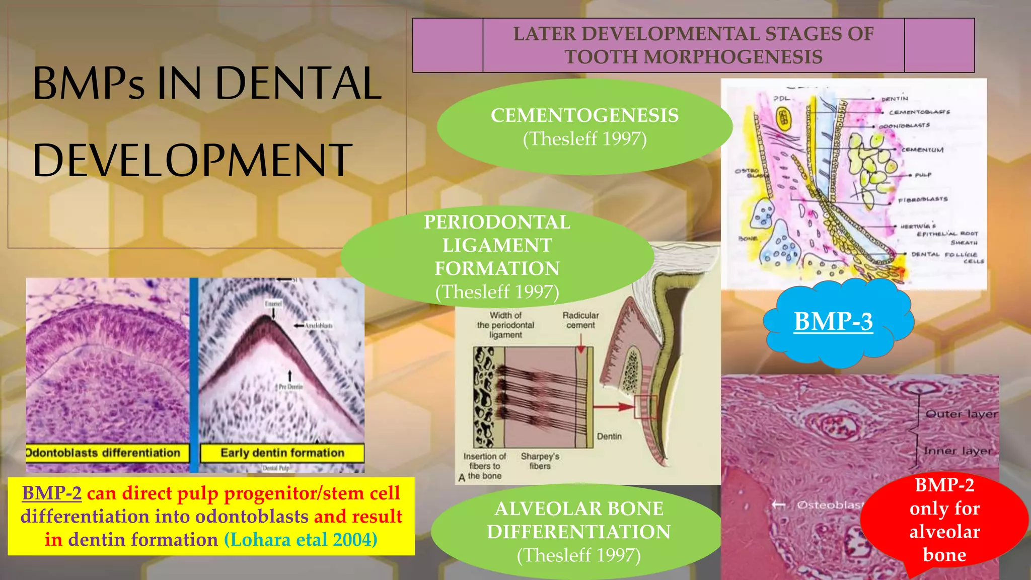 Bone Morphogenetic Proteins - Role in Periodontal Regeneration | PPTX