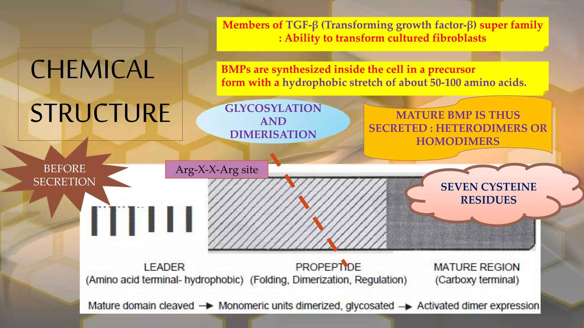 Bone Morphogenetic Proteins - Role in Periodontal Regeneration | PPTX