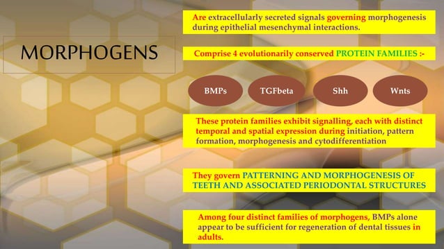 Bone Morphogenetic Proteins - Role in Periodontal Regeneration | PPTX