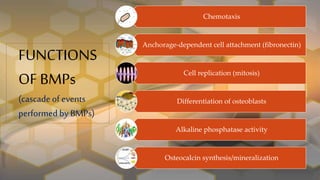 Bone Morphogenetic Proteins - Role in Periodontal Regeneration | PPTX