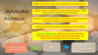 Bone Morphogenetic Proteins - Role in Periodontal Regeneration | PPTX