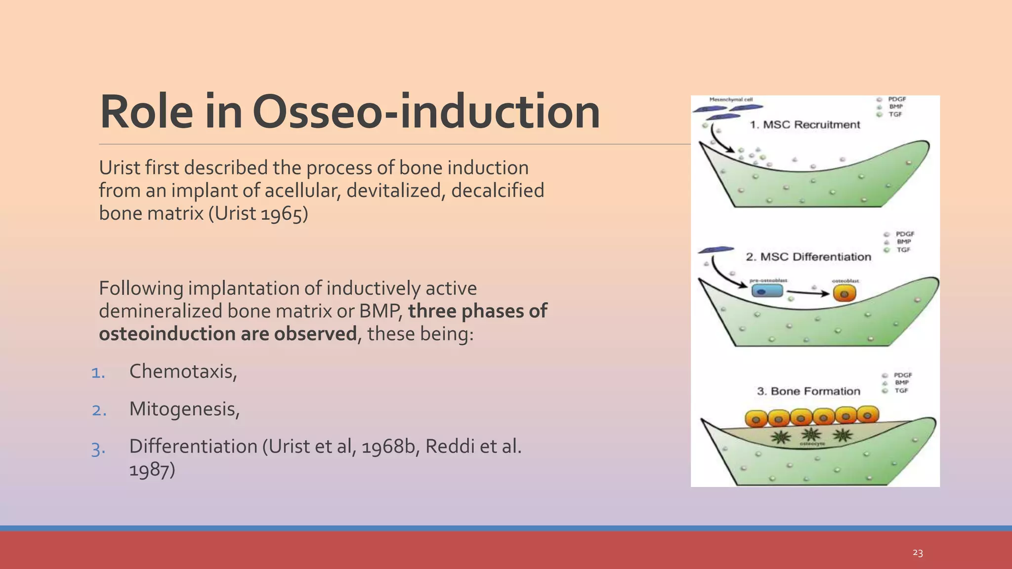 Bone morphogenetic proteins in periodontal regeneration | PPTX
