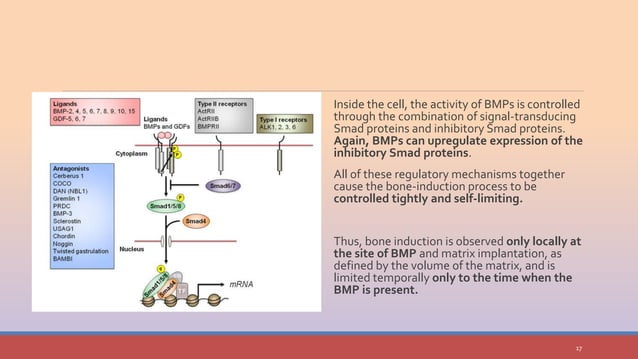 Bone morphogenetic proteins in periodontal regeneration | PPTX