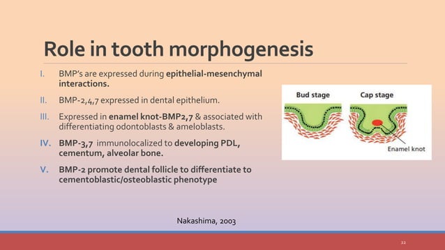 Bone morphogenetic proteins in periodontal regeneration | PPTX
