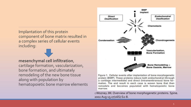 Bone morphogenetic proteins in periodontal regeneration | PPTX
