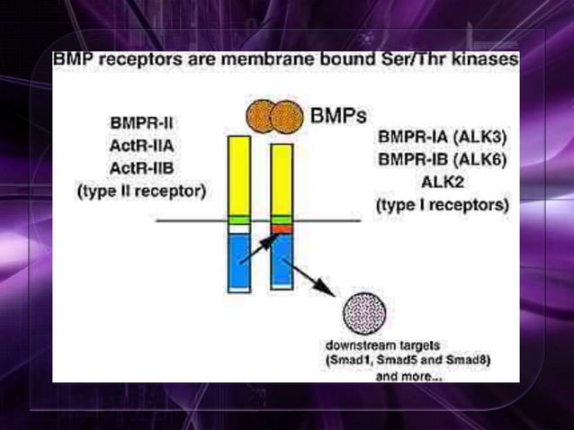 role of bone morphogenic proteins in periodontology.pptx