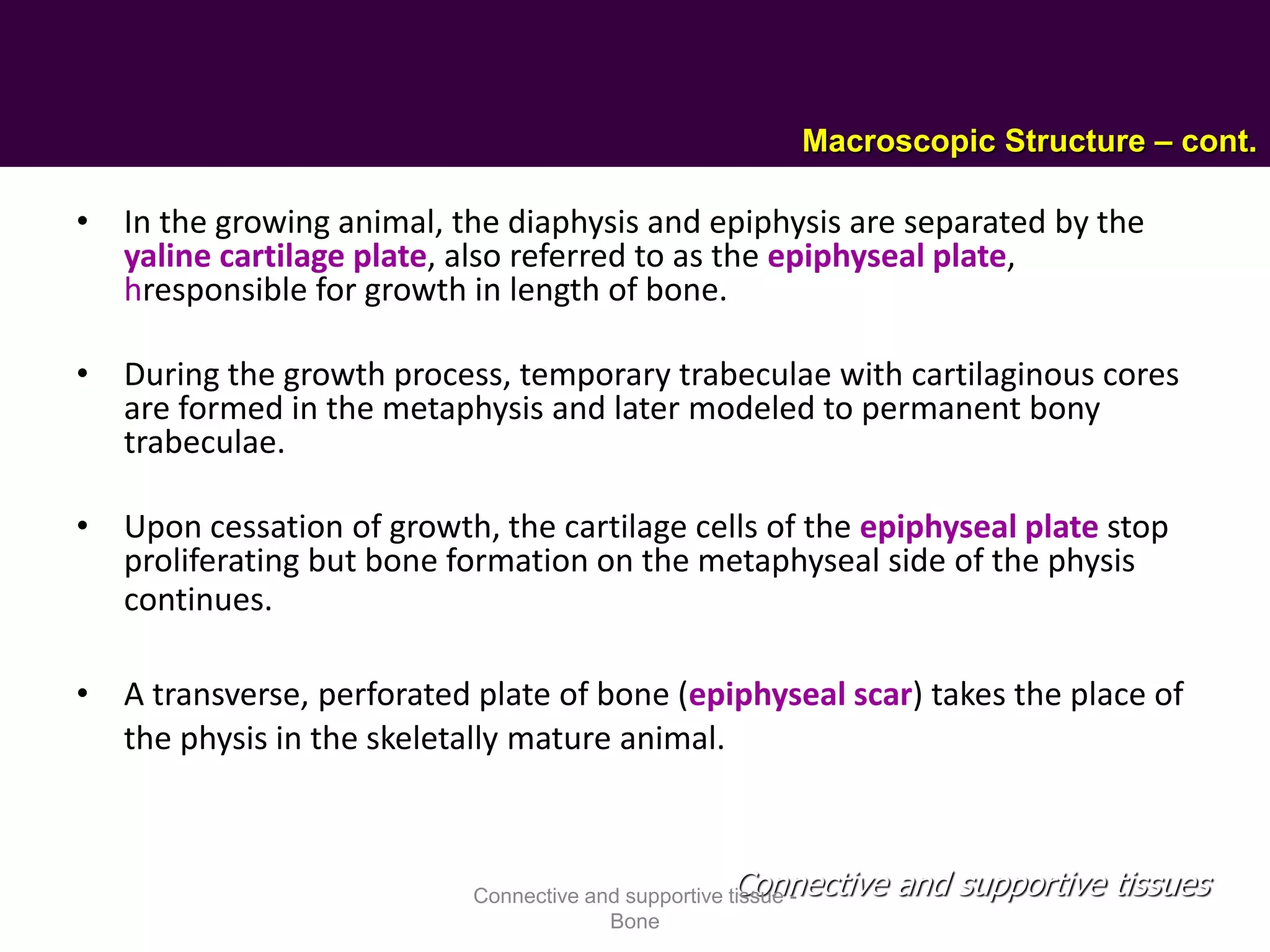 Bone | PDF