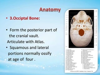 Bone of skull and what have inside D/Gamil | PPTX