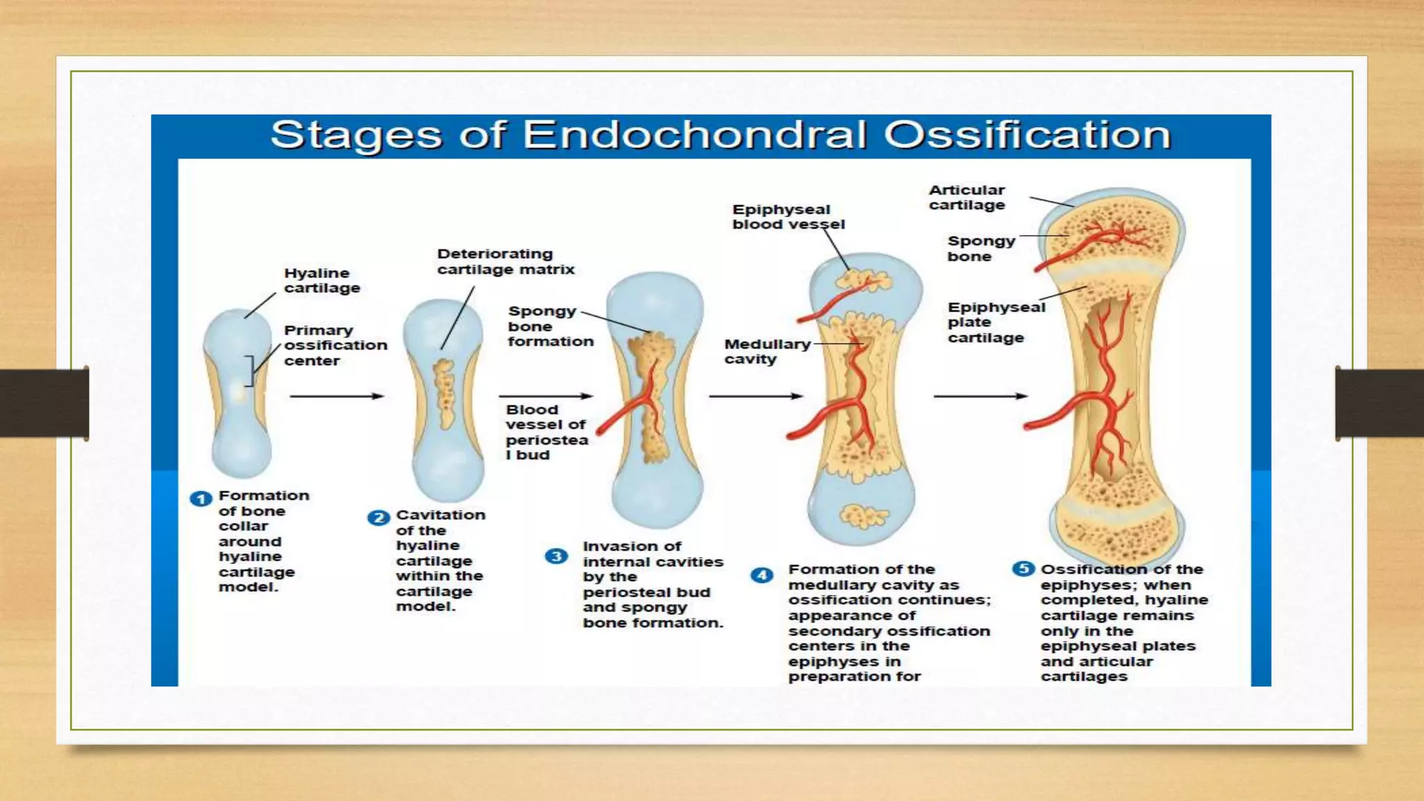 Bone ossification | PPTX