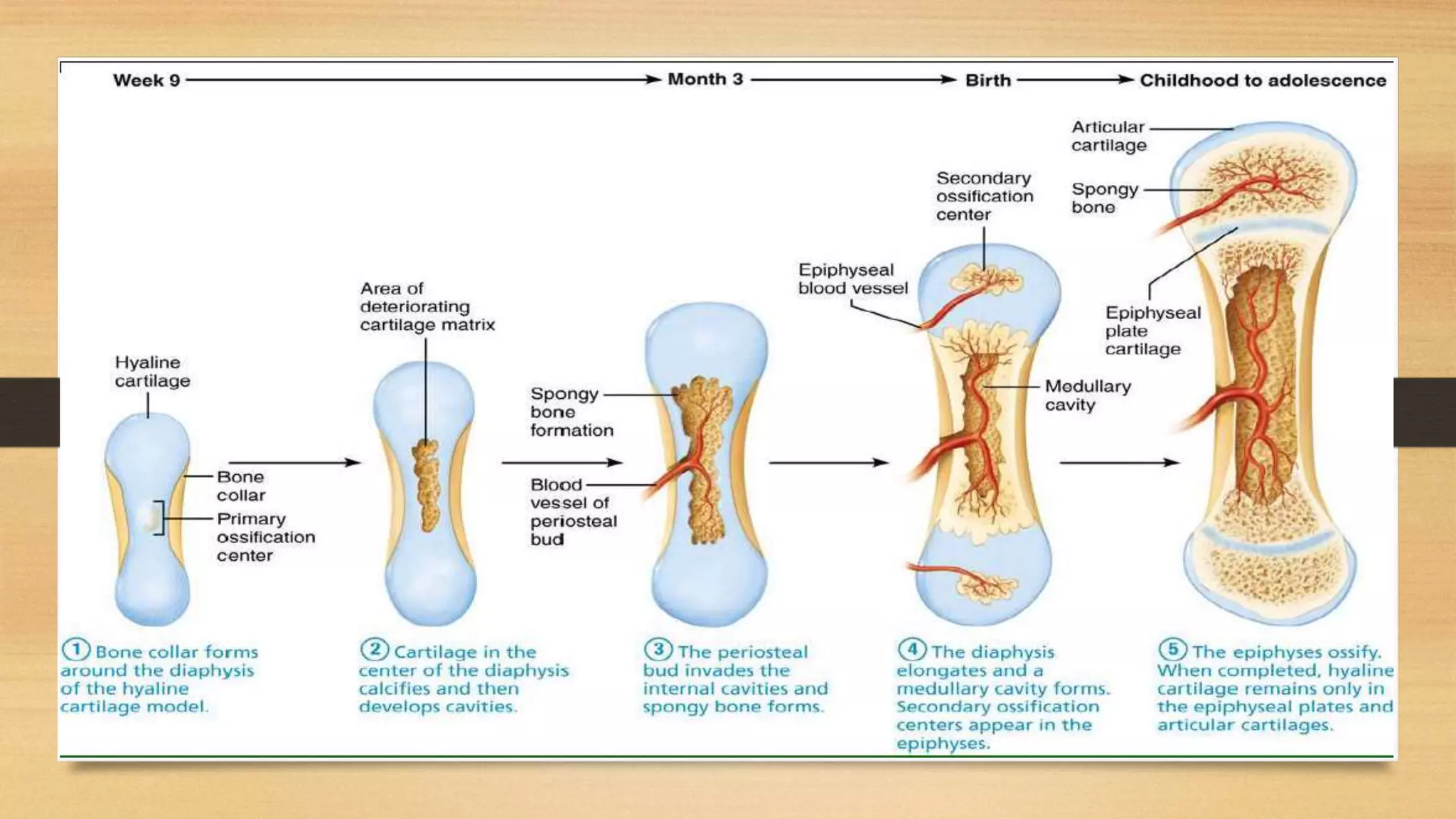 Bone ossification | PPTX