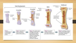 Bone ossification | PPTX