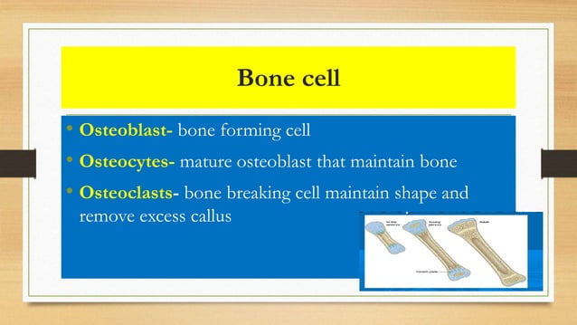 Bone ossification | PPTX | Death, Injury, or Military Conflict ...