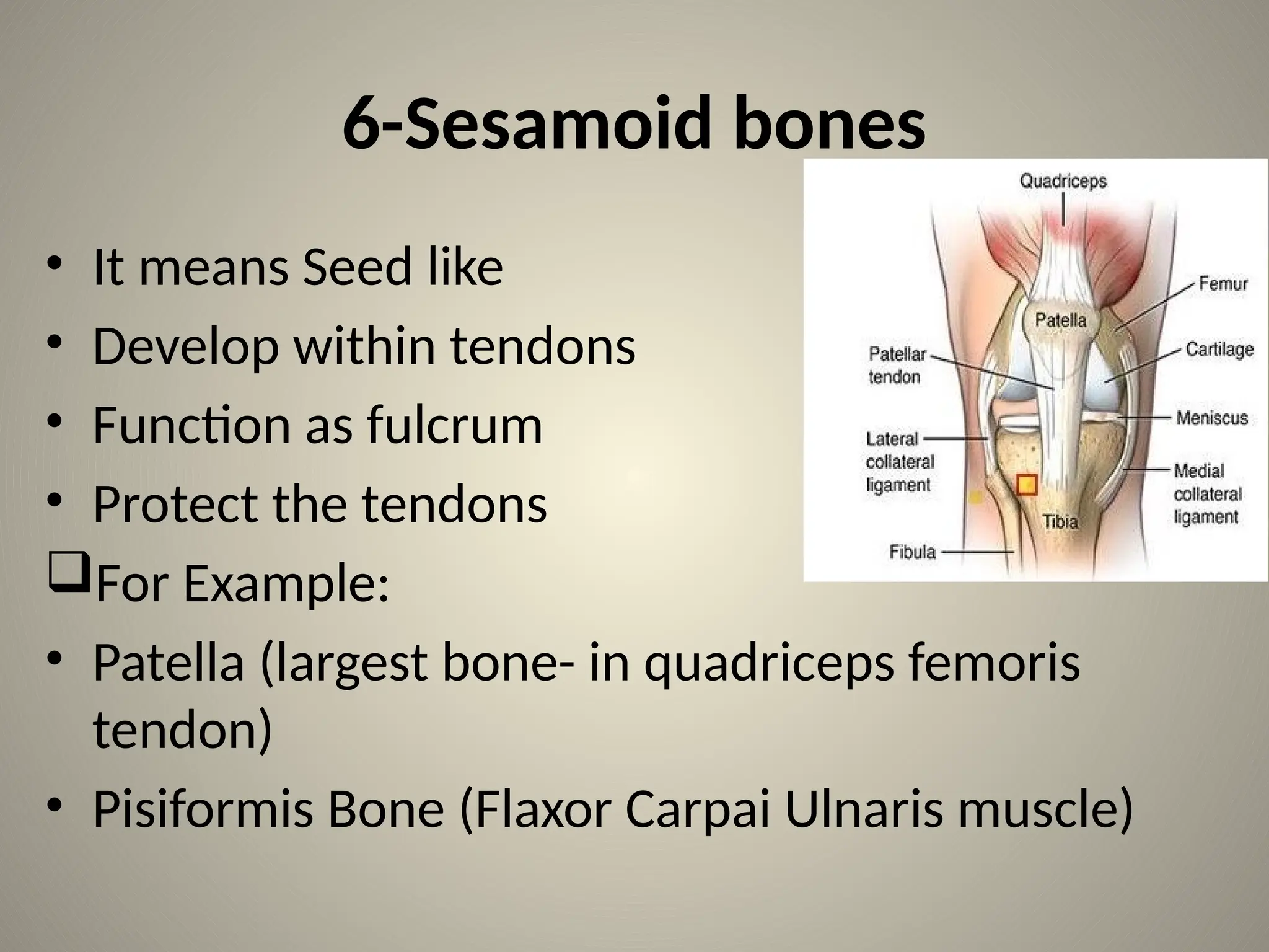 Bone (Part-II).pptx anatomy for detail presentation | PPTX