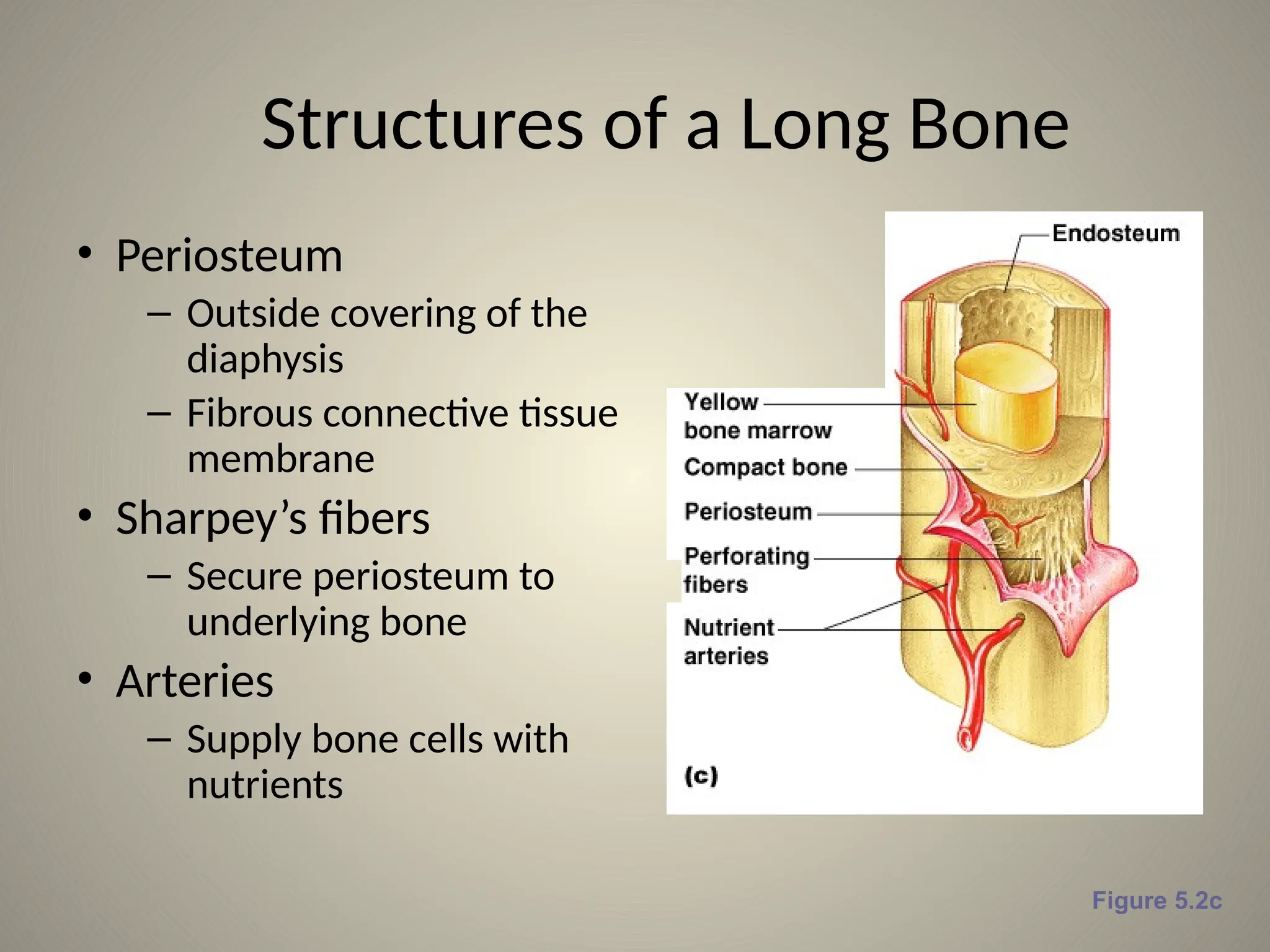 Bone (Part-II).pptx anatomy for detail presentation | PPTX