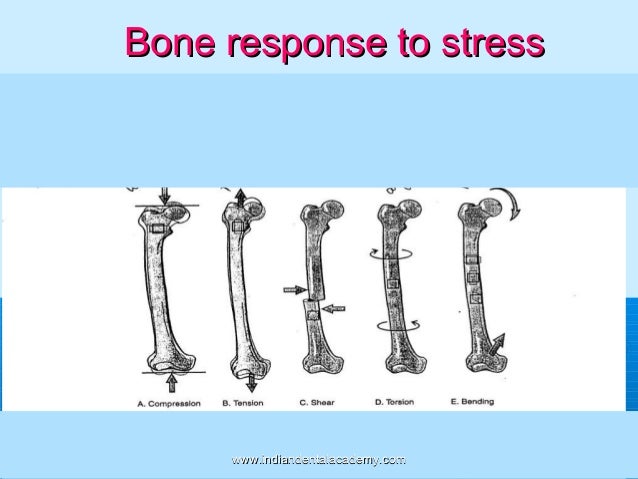 Bone physiology