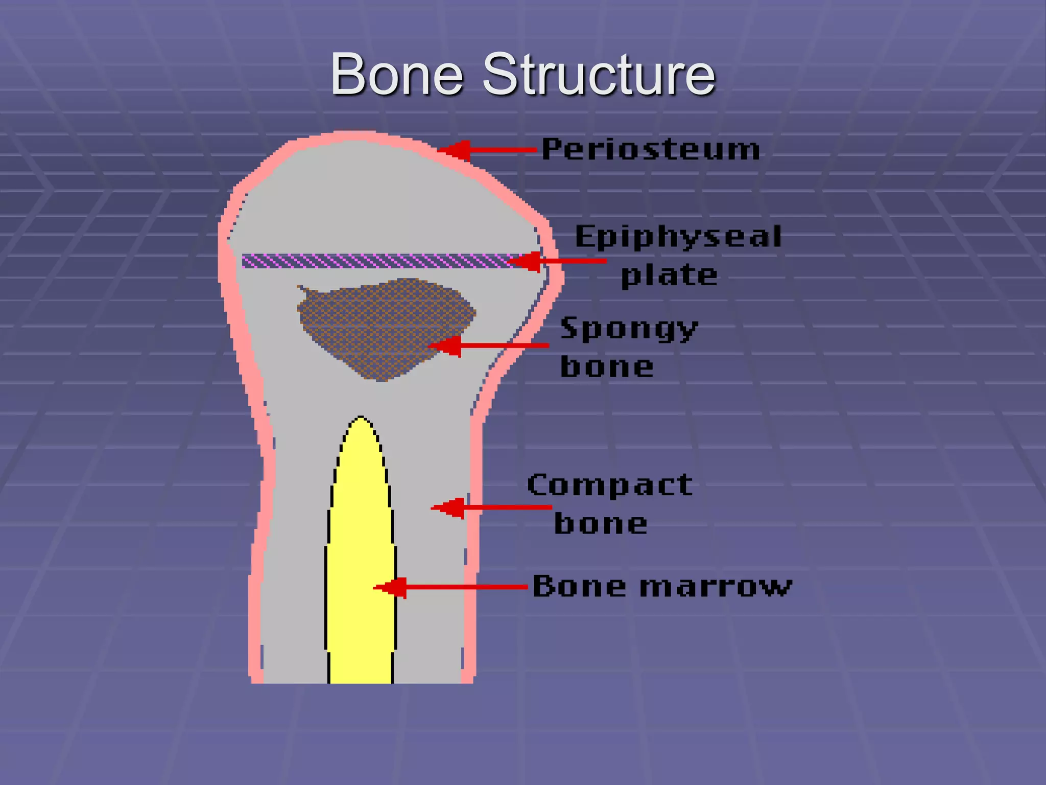 bones physiology.ppt