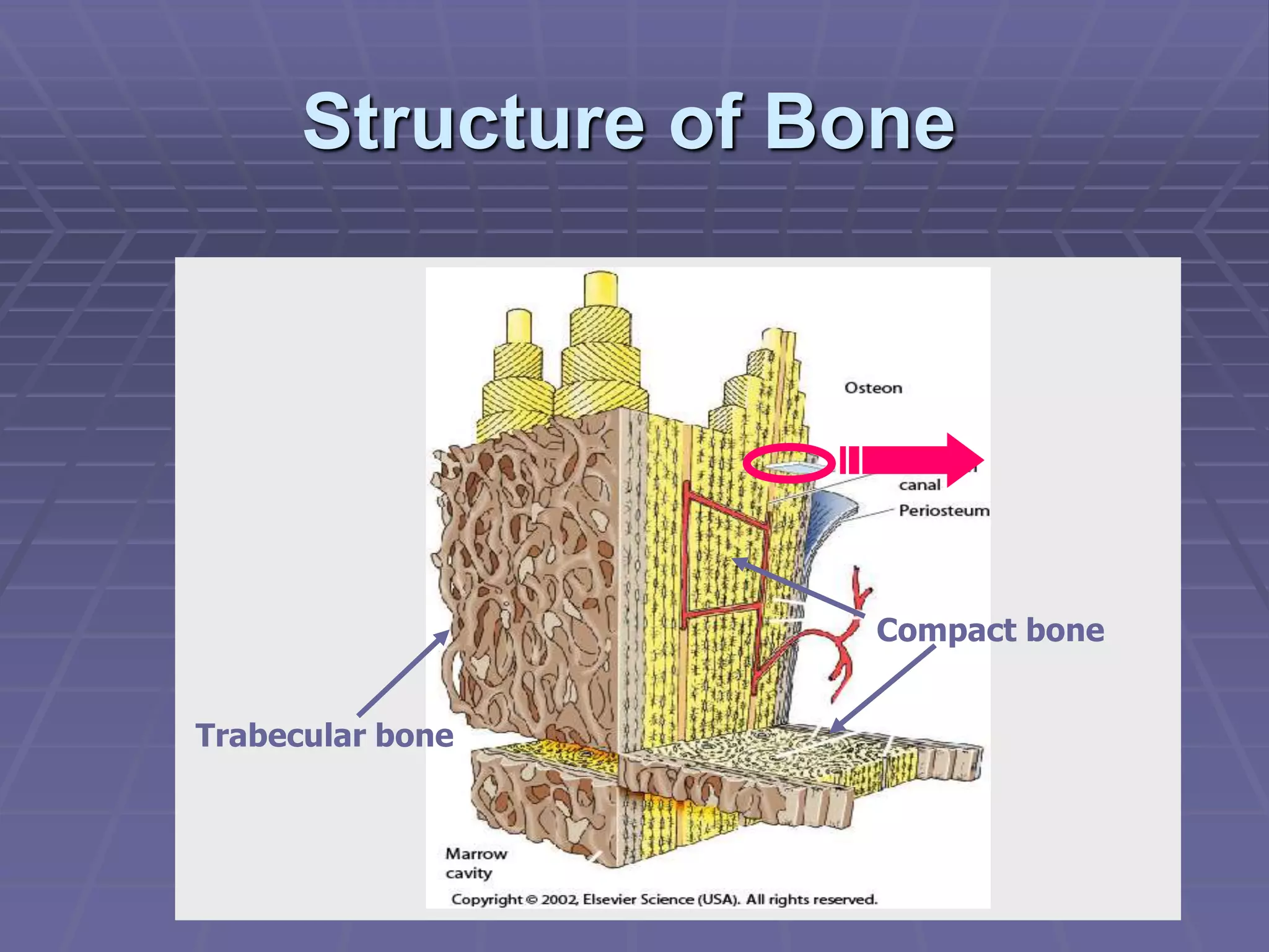 bones physiology.ppt