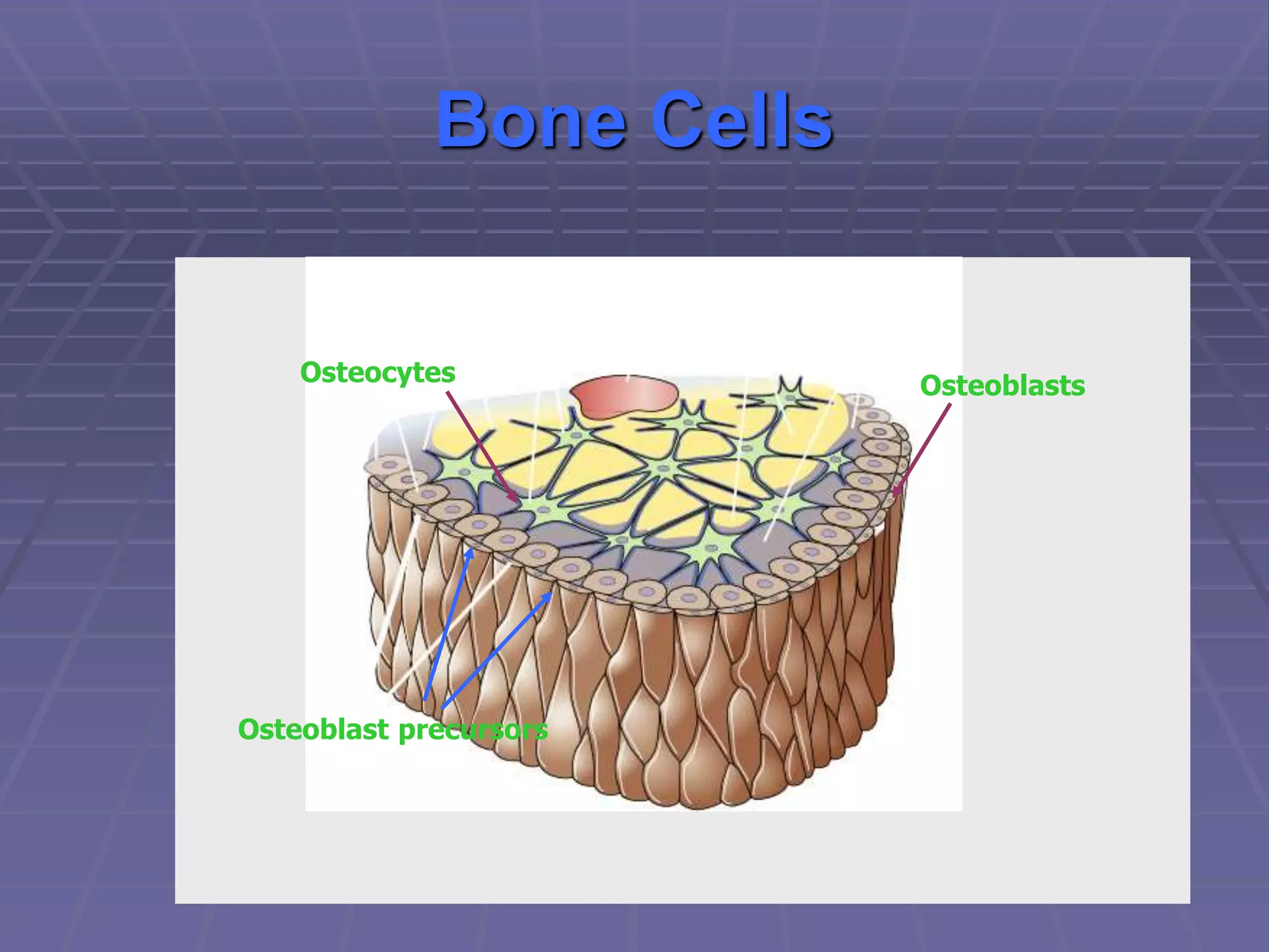 bones physiology.ppt