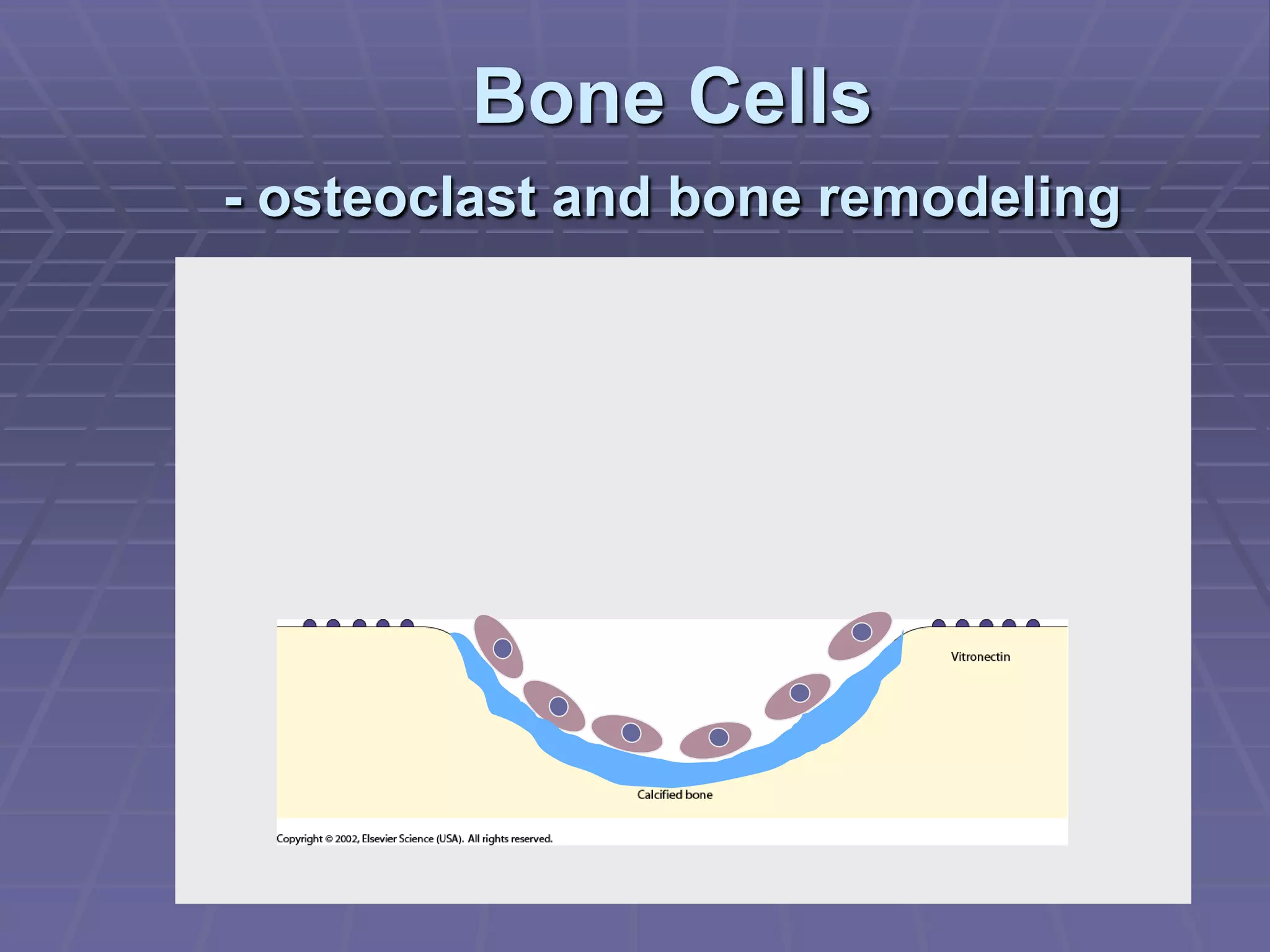 bones physiology.ppt