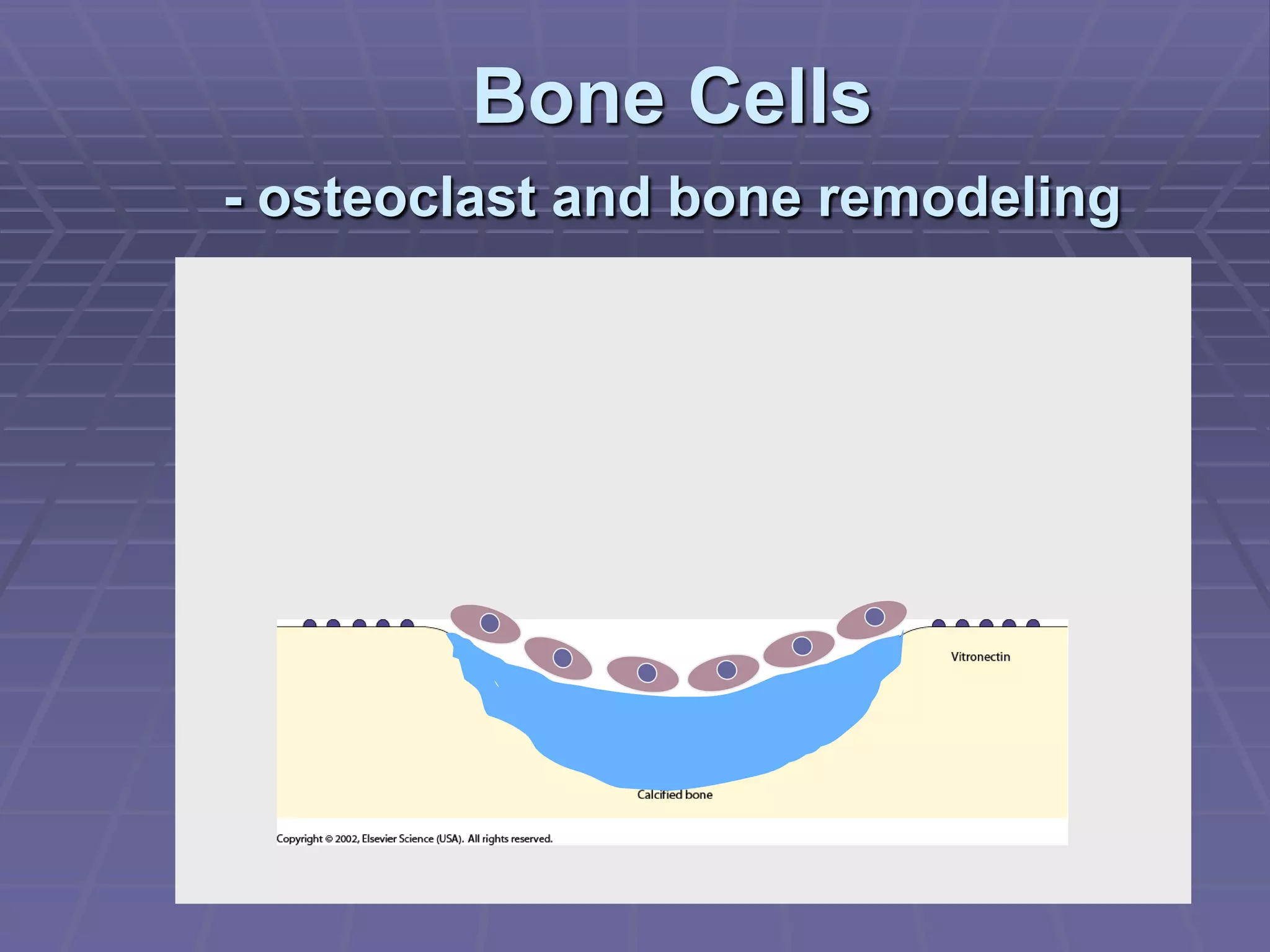 bones physiology.ppt