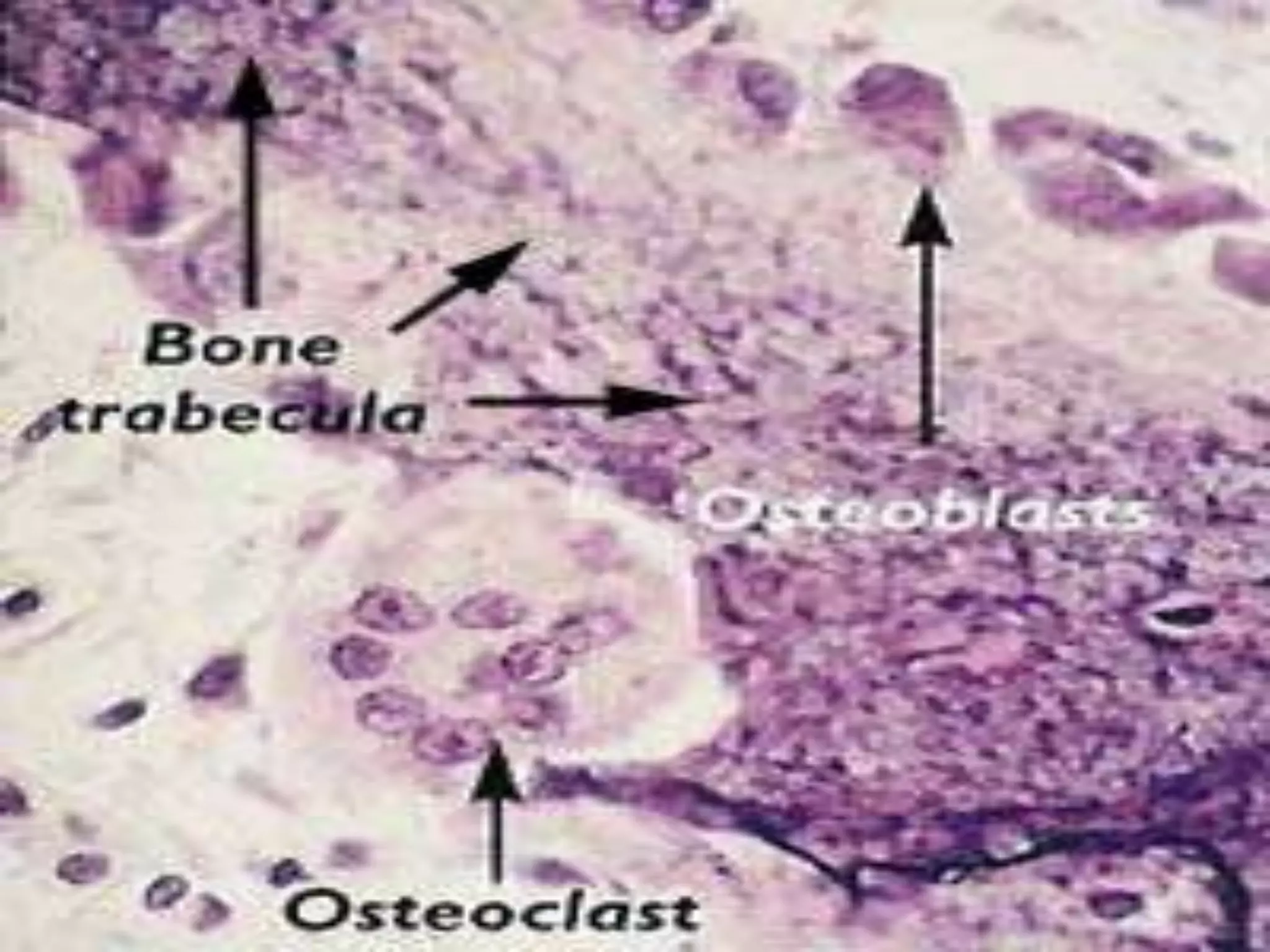 bones physiology.ppt