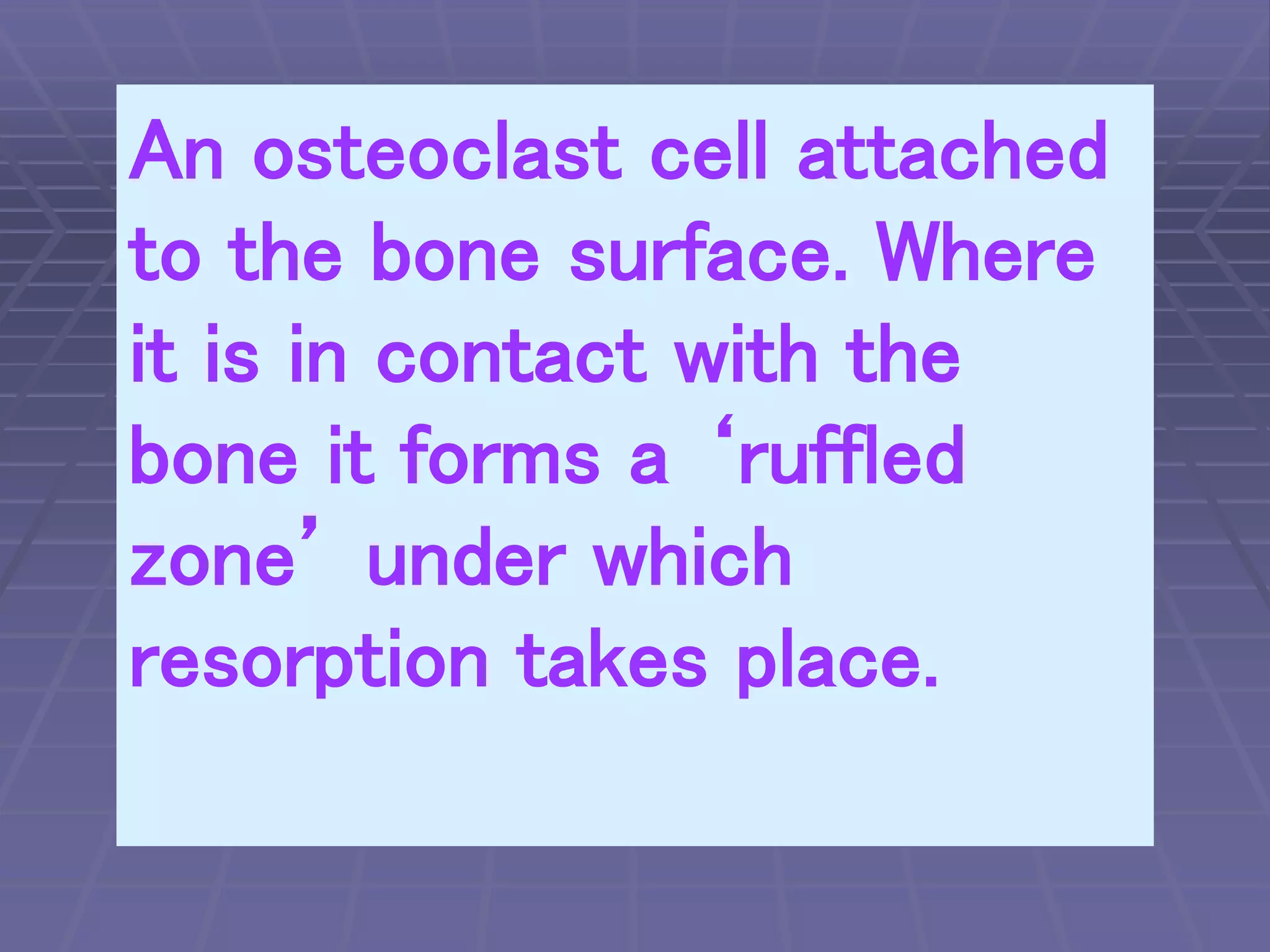 bones physiology.ppt