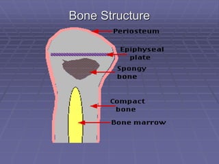 bones physiology.ppt