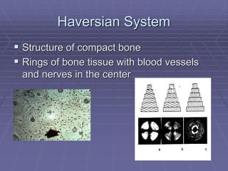 bones physiology.ppt