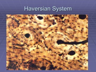 bones physiology.ppt