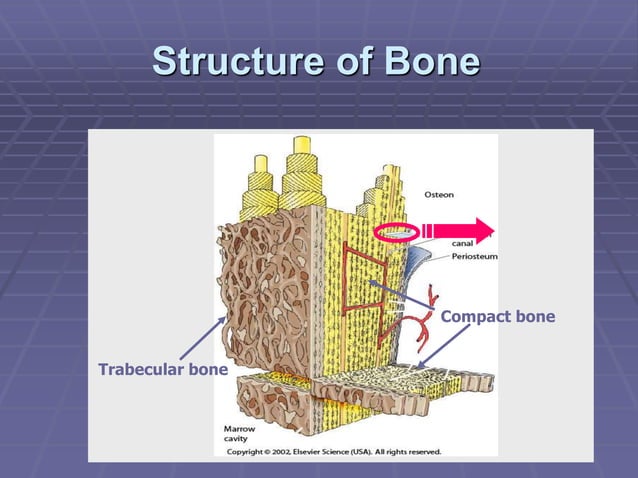 bones physiology.ppt | Bone and Joint Conditions | Diseases and Conditions