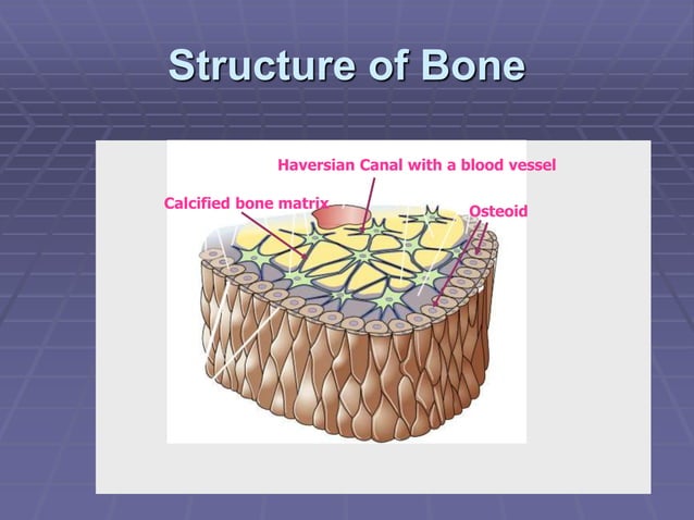 bones physiology.ppt | Bone and Joint Conditions | Diseases and Conditions