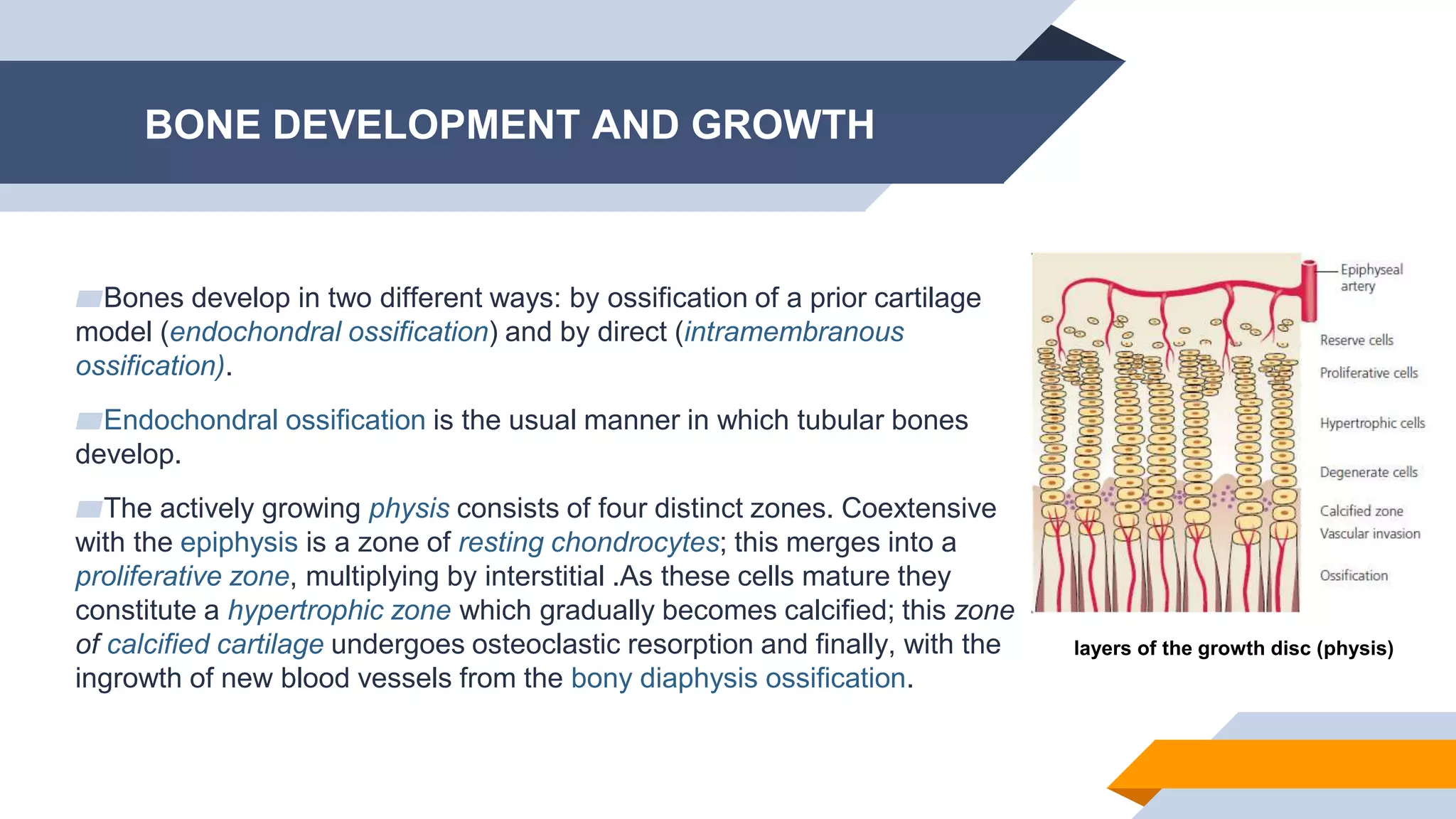 Bone physiology and calcium homeostasis | PPTX
