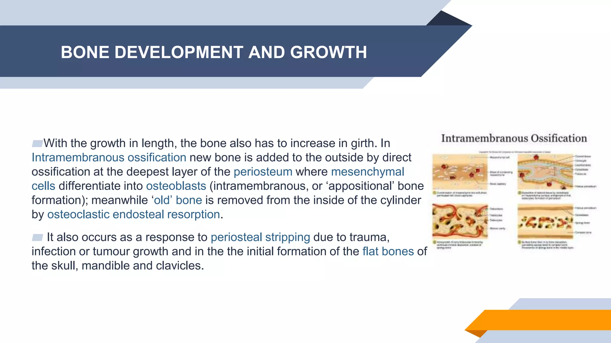 Bone physiology and calcium homeostasis | PPTX