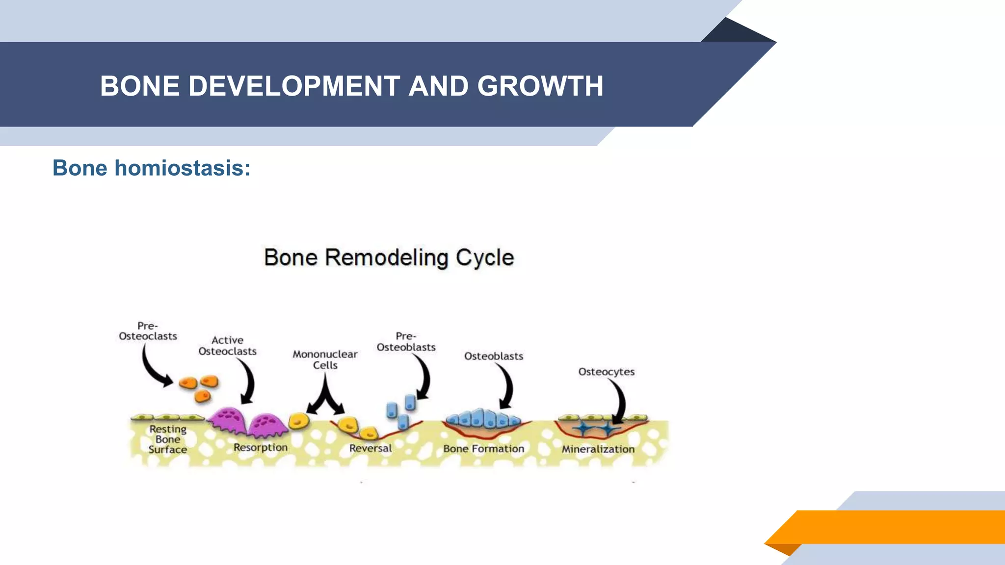 Bone physiology and calcium homeostasis | PPTX