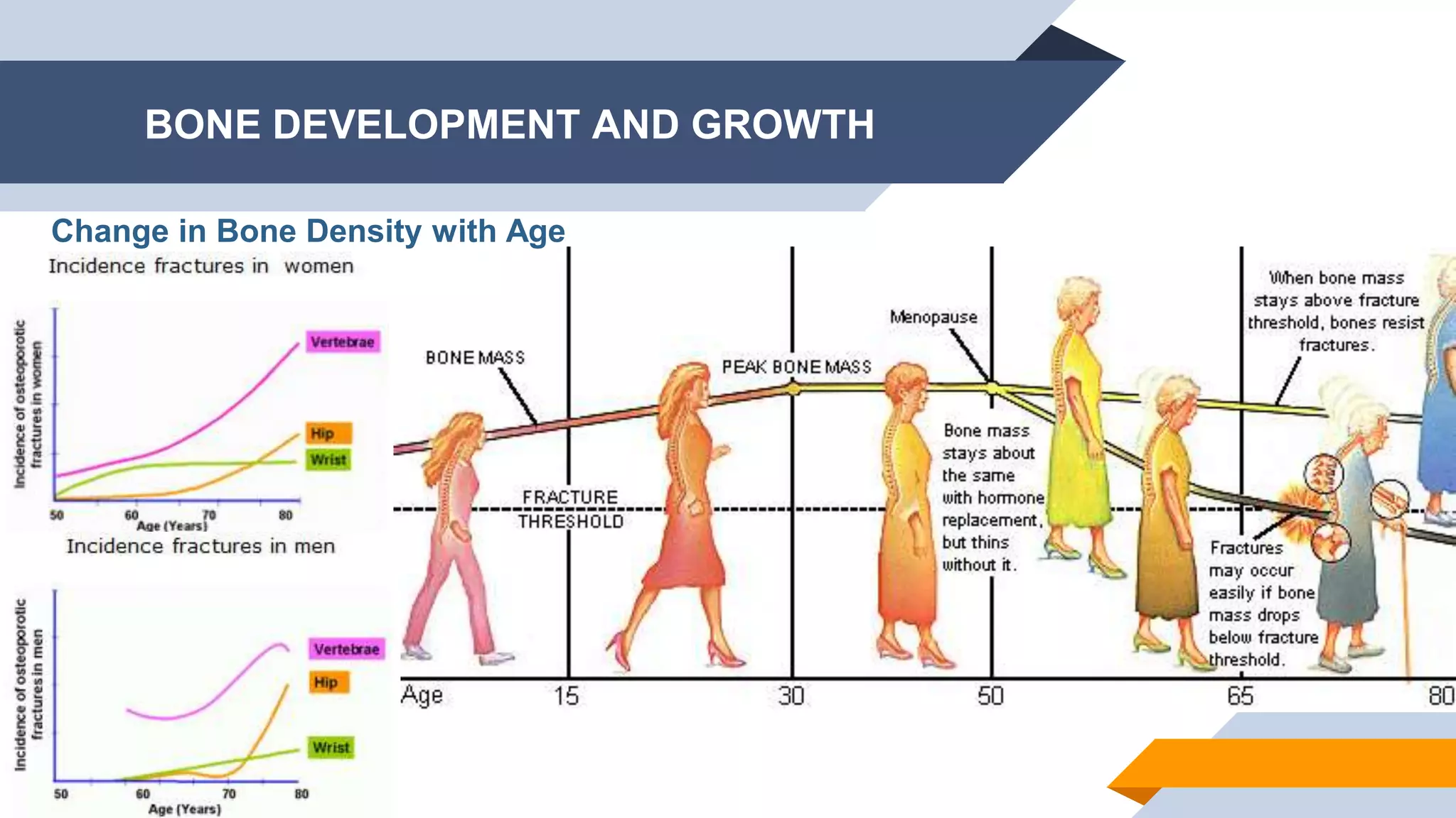 Bone physiology and calcium homeostasis | PPTX