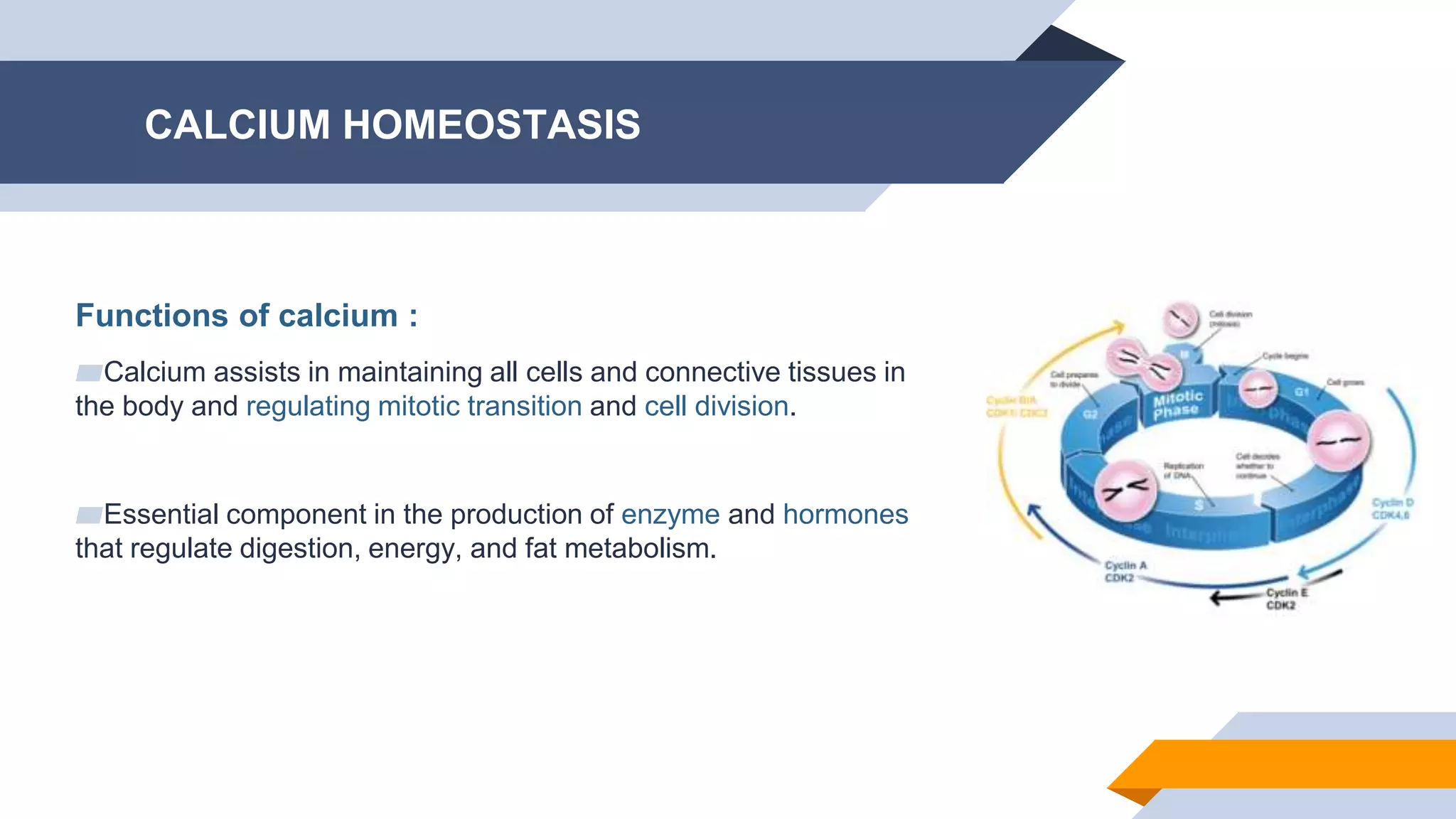 Bone physiology and calcium homeostasis | PPTX