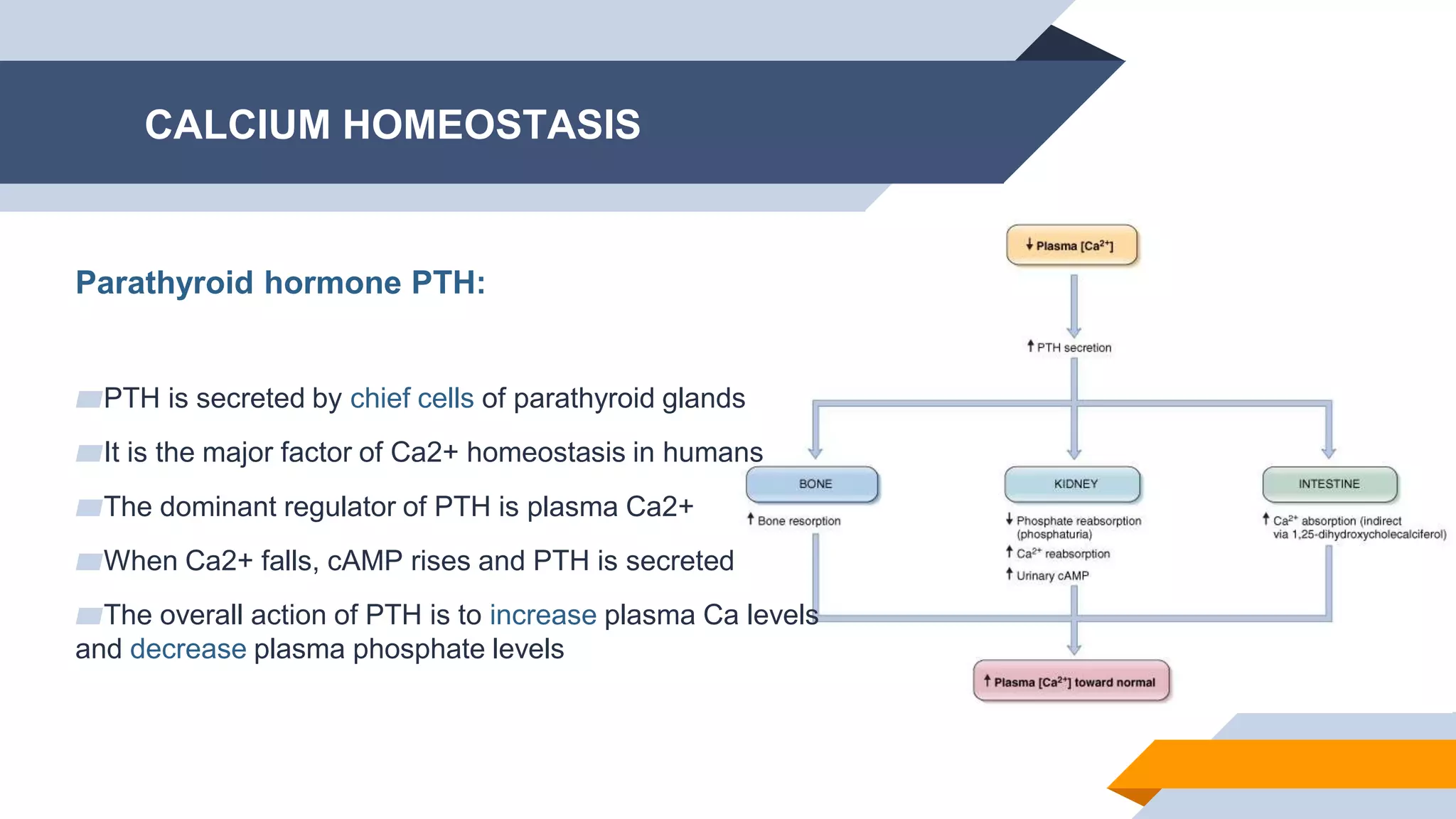 Bone physiology and calcium homeostasis | PPTX