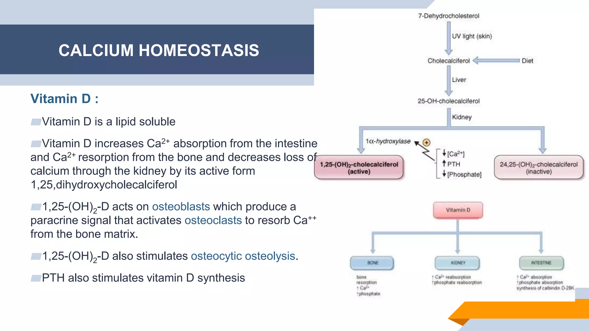 Bone physiology and calcium homeostasis | PPTX