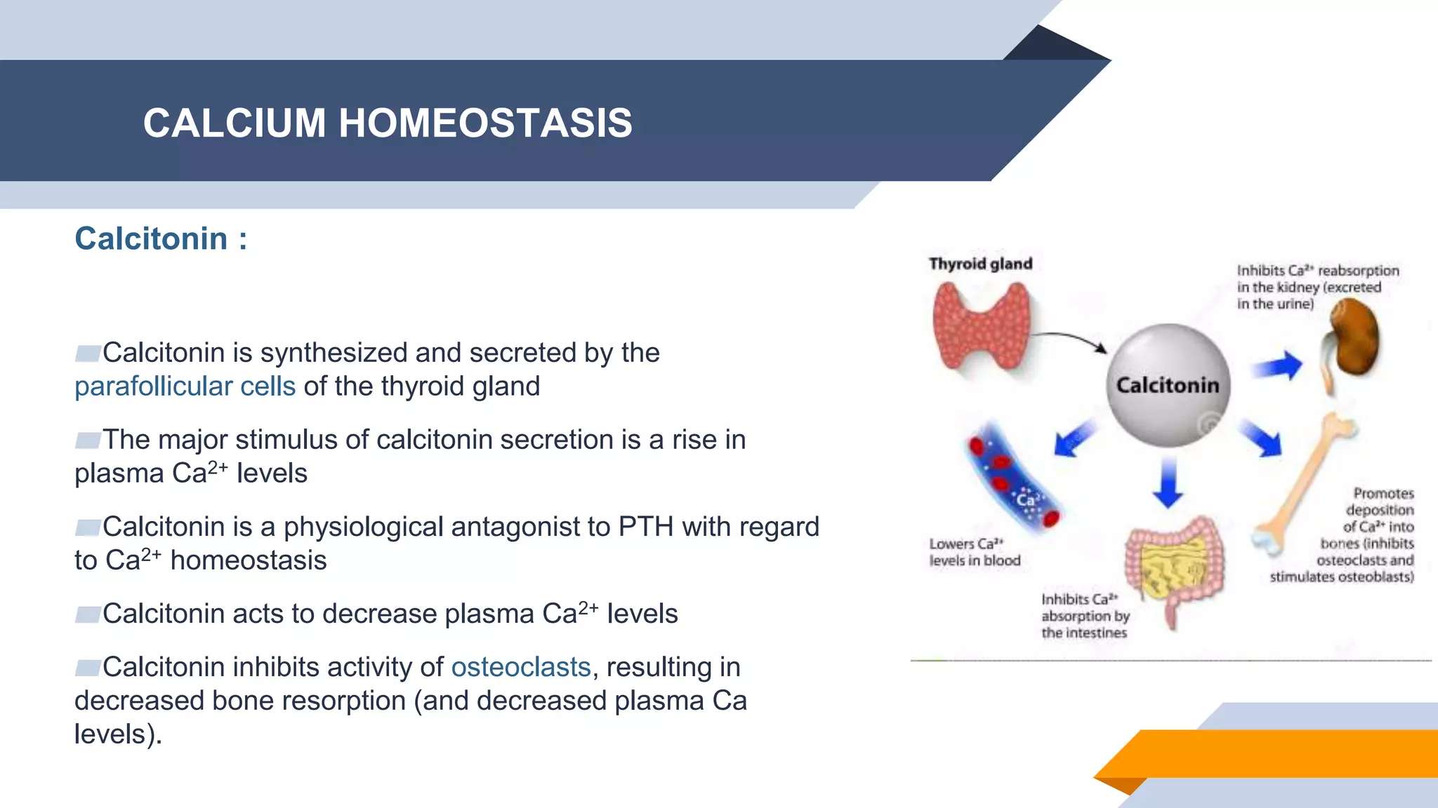 Bone physiology and calcium homeostasis | PPTX