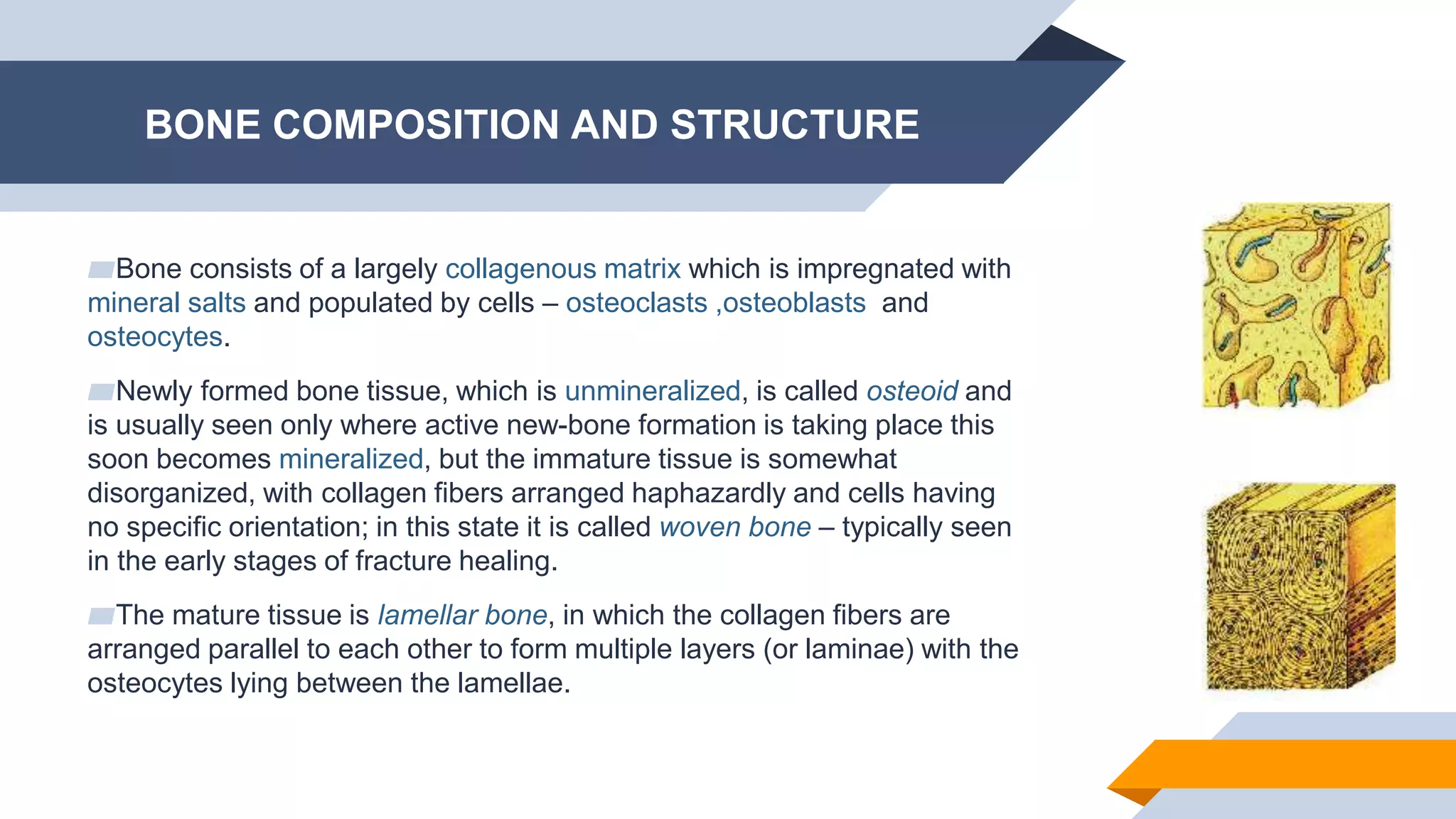 Bone physiology and calcium homeostasis | PPTX