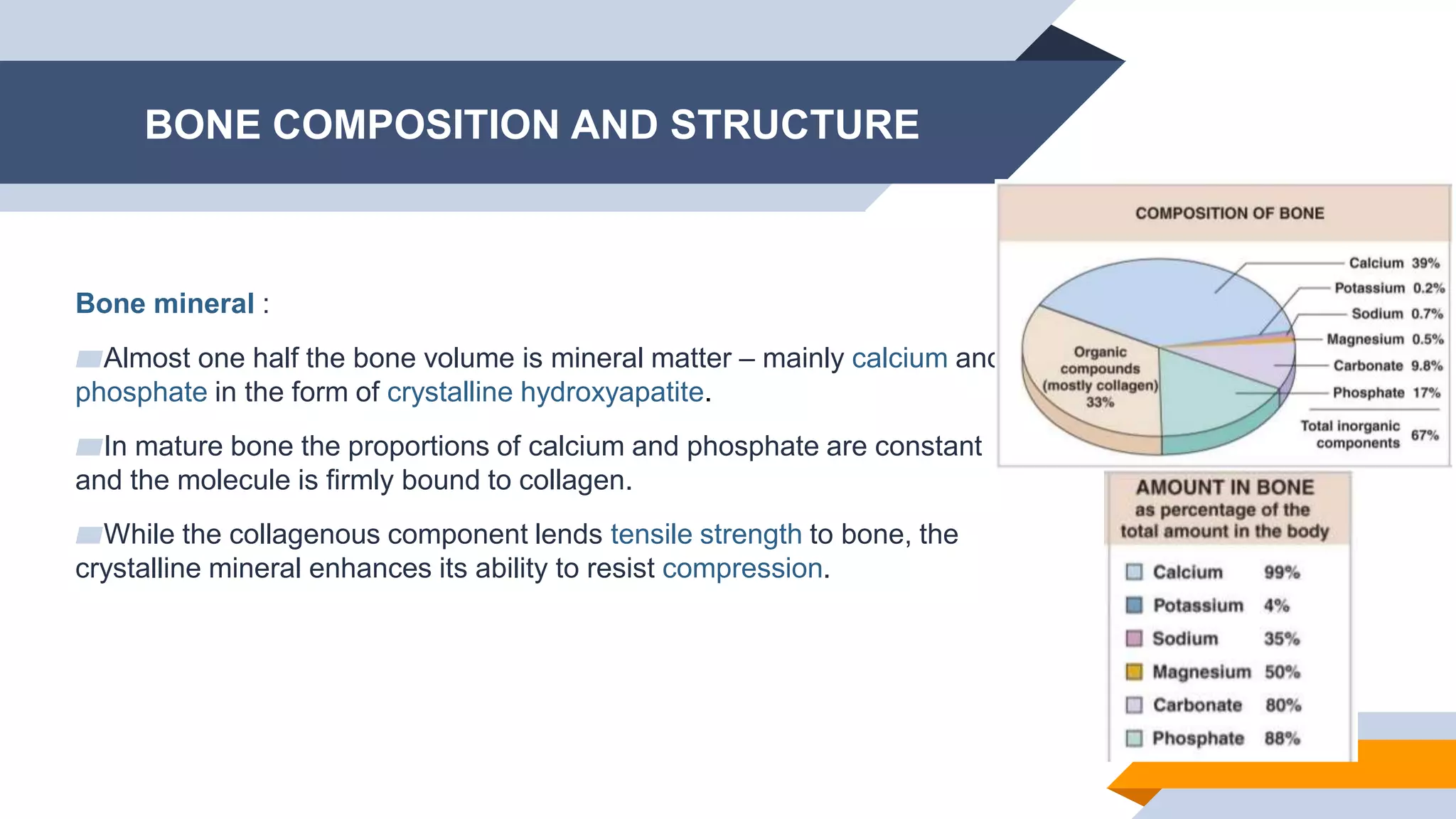 Bone physiology and calcium homeostasis | PPTX
