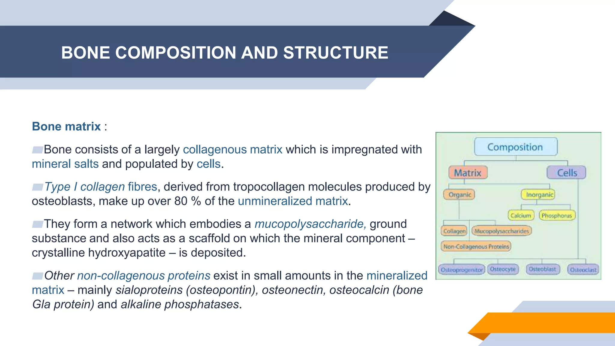 Bone physiology and calcium homeostasis | PPTX