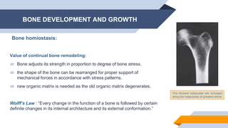 Bone physiology and calcium homeostasis | PPTX