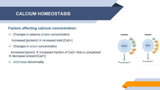 Bone physiology and calcium homeostasis | PPTX