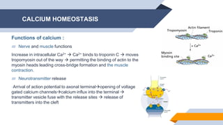 Bone physiology and calcium homeostasis | PPTX