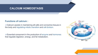 Bone physiology and calcium homeostasis | PPTX